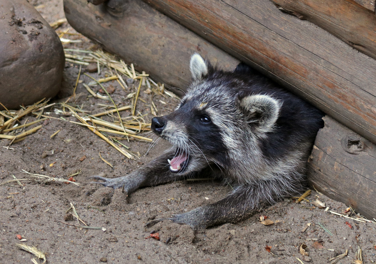 Hilfe, ich stecke fest... Foto & Bild | natur, tiere, zoo, wildpark ...
