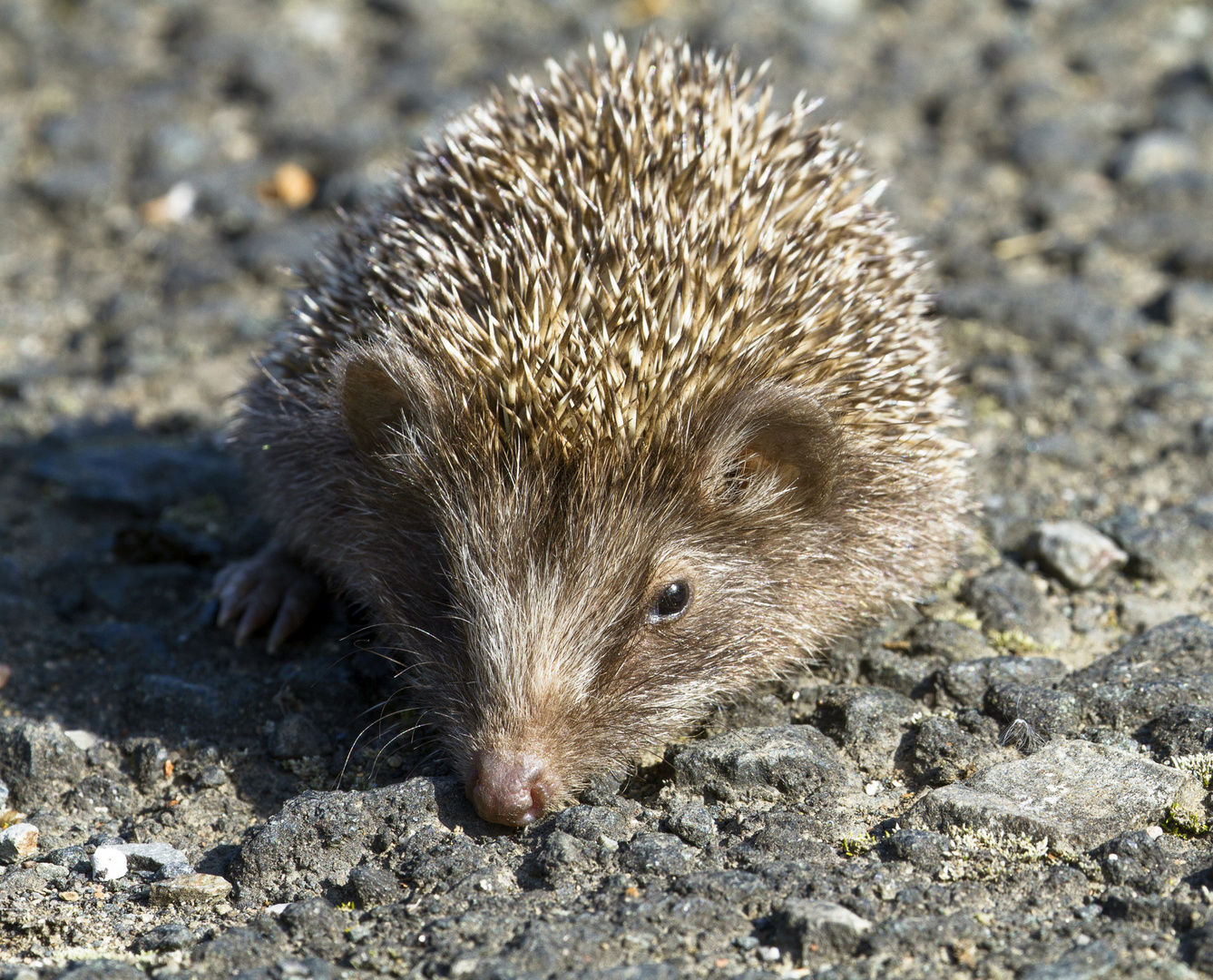 hilfe - rettet mich - flehte der kleine Igel … Foto & Bild | tiere ...
