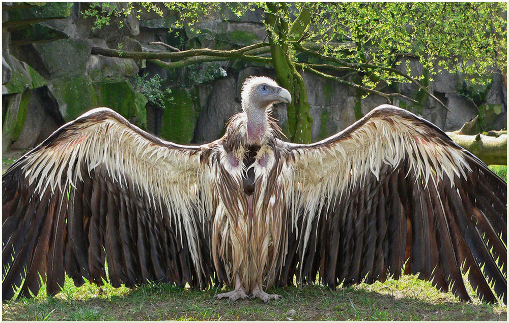 Himalaya Geier am trocknen... Foto & Bild | tiere, zoo, wildpark ...