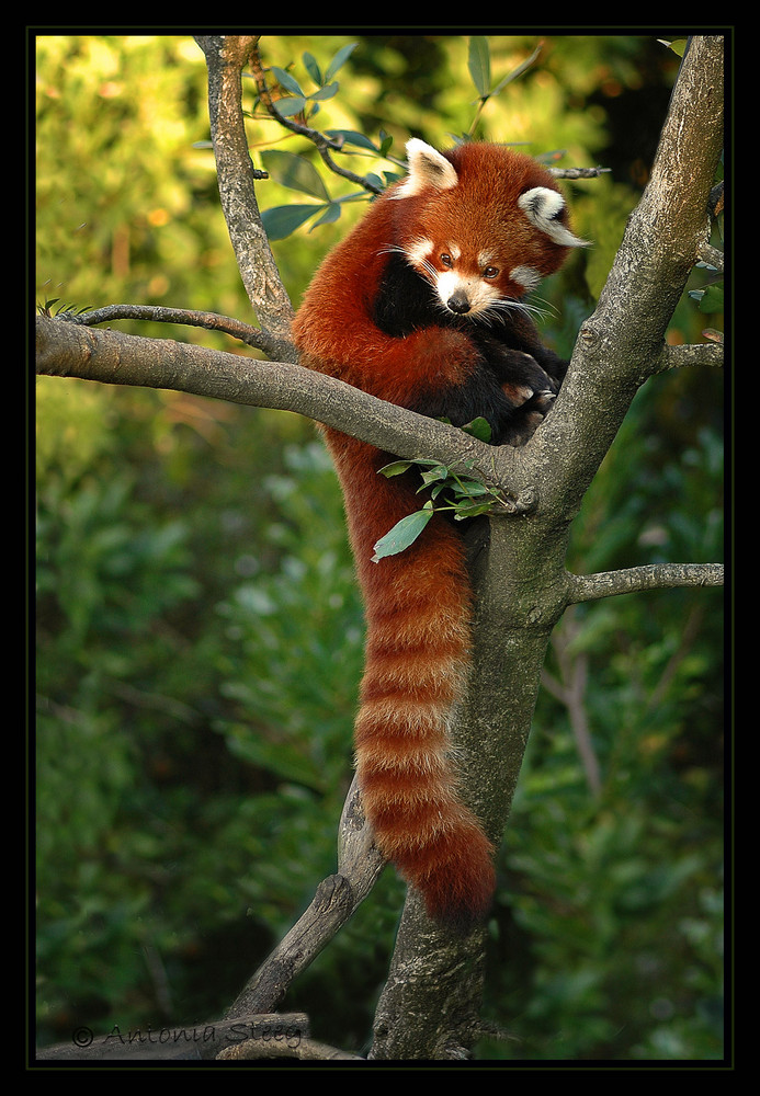 Himalayan Red Panda Foto & Bild | tiere, zoo, wildpark & falknerei ...