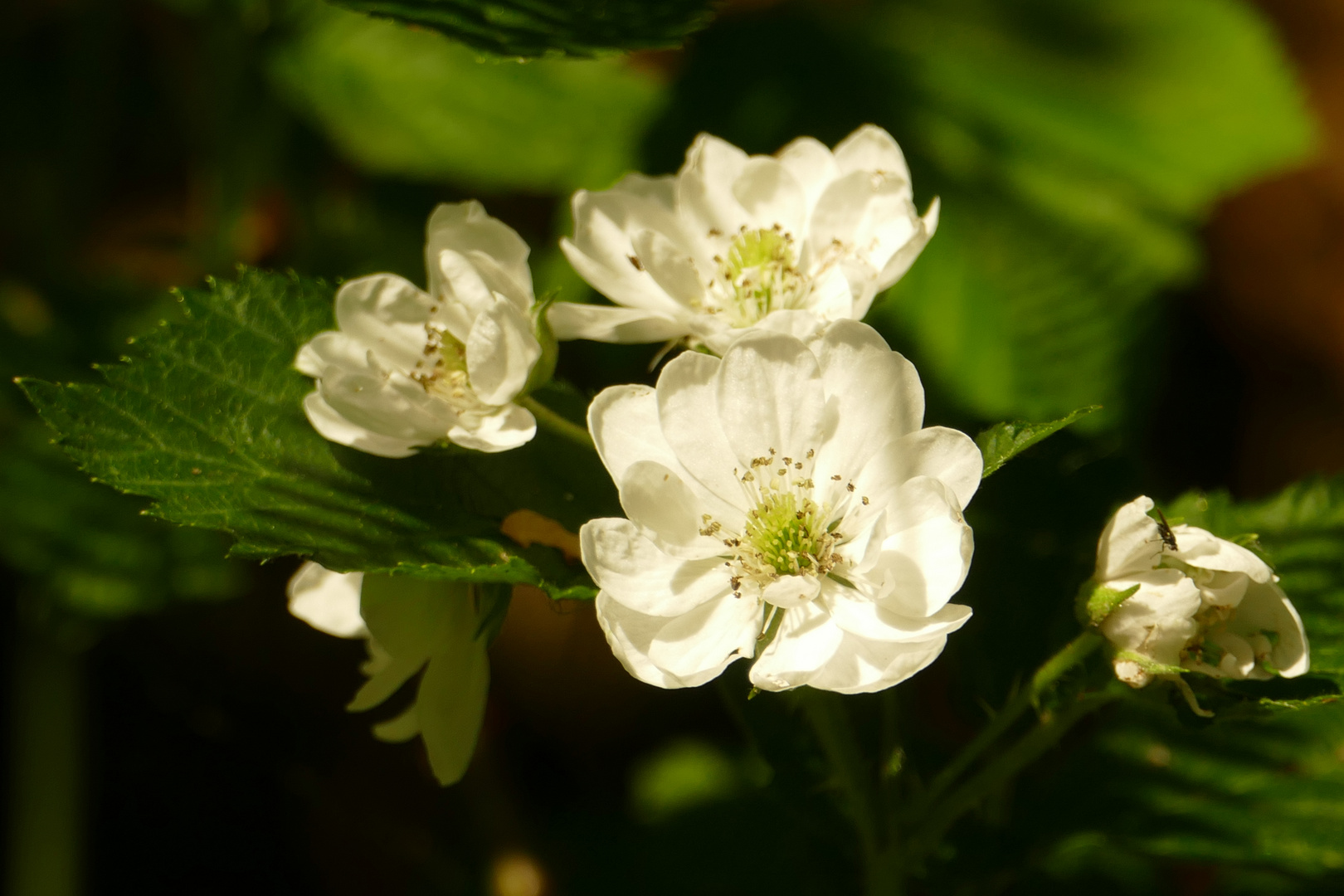--Himbeer-Blüte-- Foto & Bild | pflanzen, pilze & flechten, blüten ...