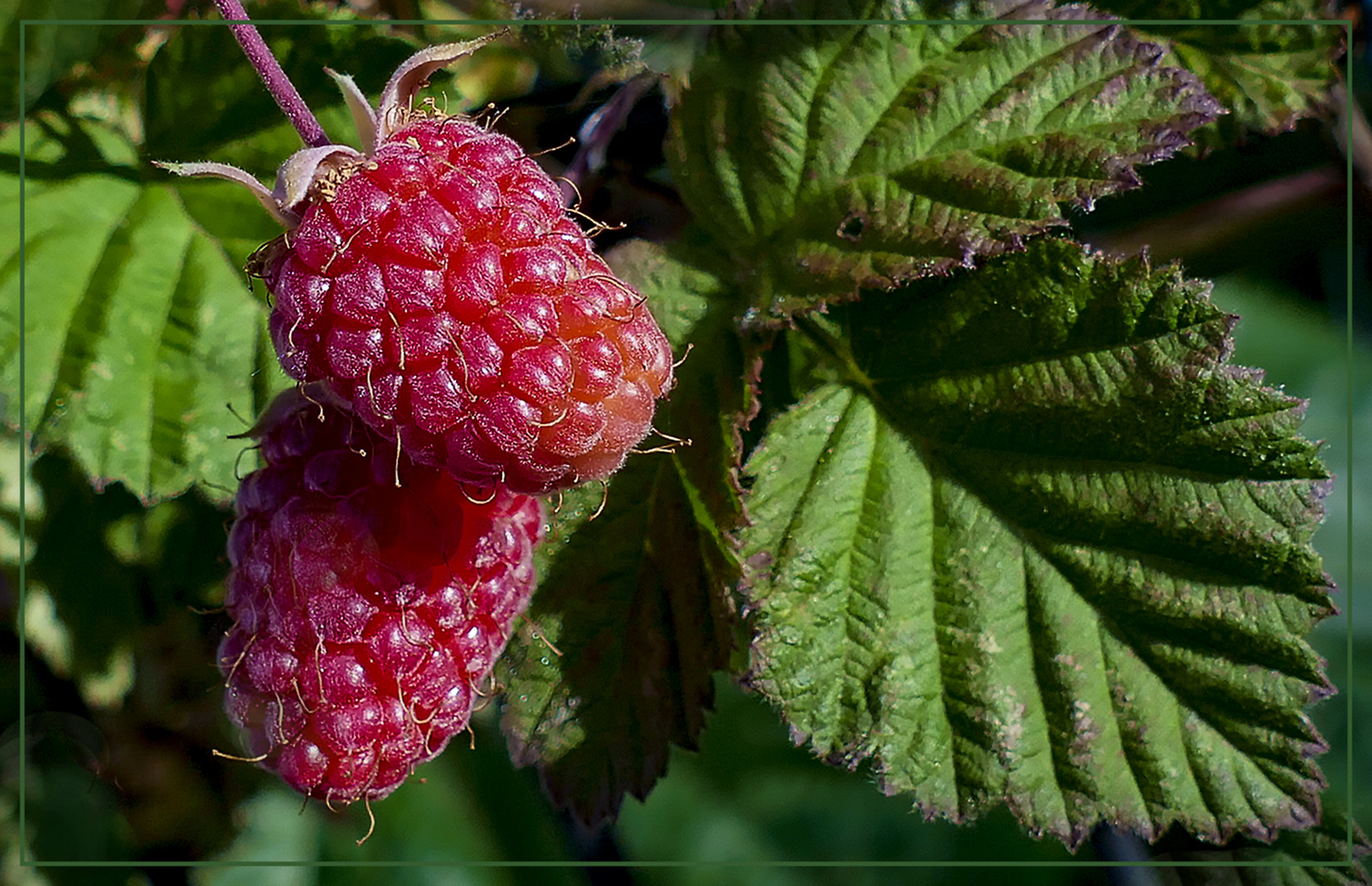 Himbeeren Foto & Bild | spezial, natur, stillleben Bilder auf fotocommunity