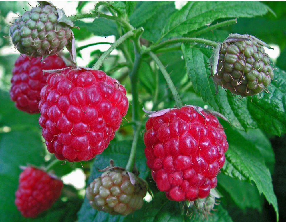 Himbeeren Foto & Bild | pflanzen, pilze & flechten, früchte und beeren ...