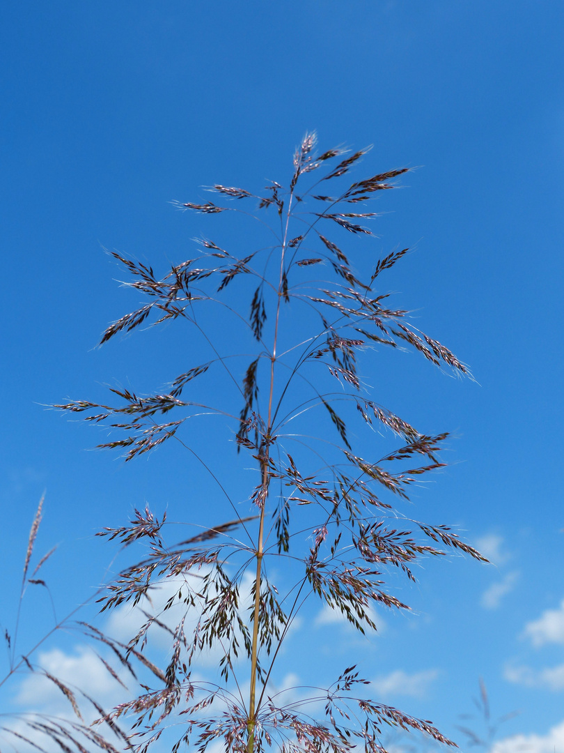 ** himmelblau ** Foto & Bild | spezial, blau, himmel Bilder auf ...