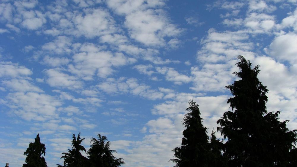 Himmelblau-für-Montag- Foto & Bild | spezial, bäume, wolken Bilder auf ...