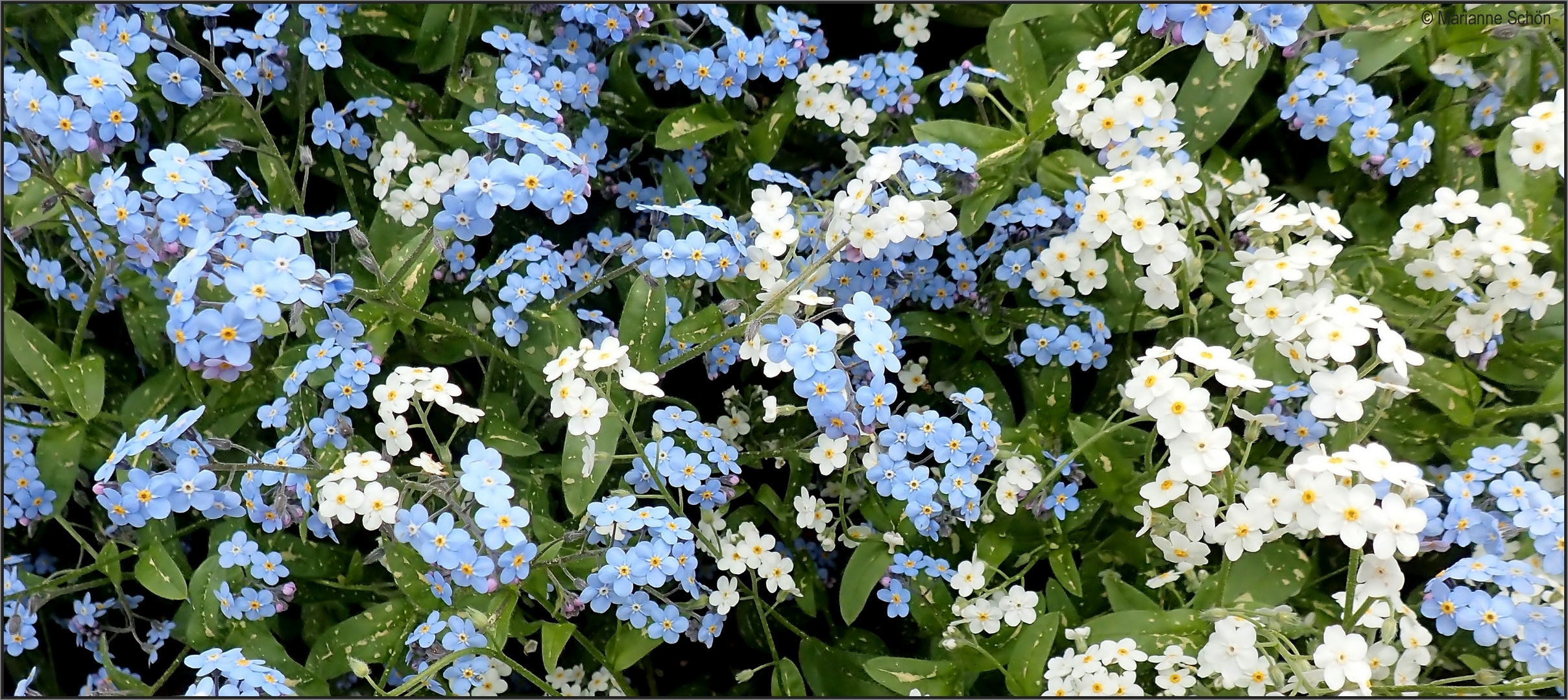 Himmelblau und weiß... Foto & Bild | natur, blumen, pflanzen Bilder auf ...