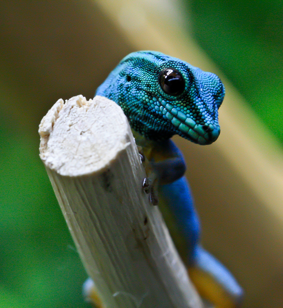 Himmelblauer Zwergtaggecko (Lygodactylus williamsi) Foto & Bild | tiere ...