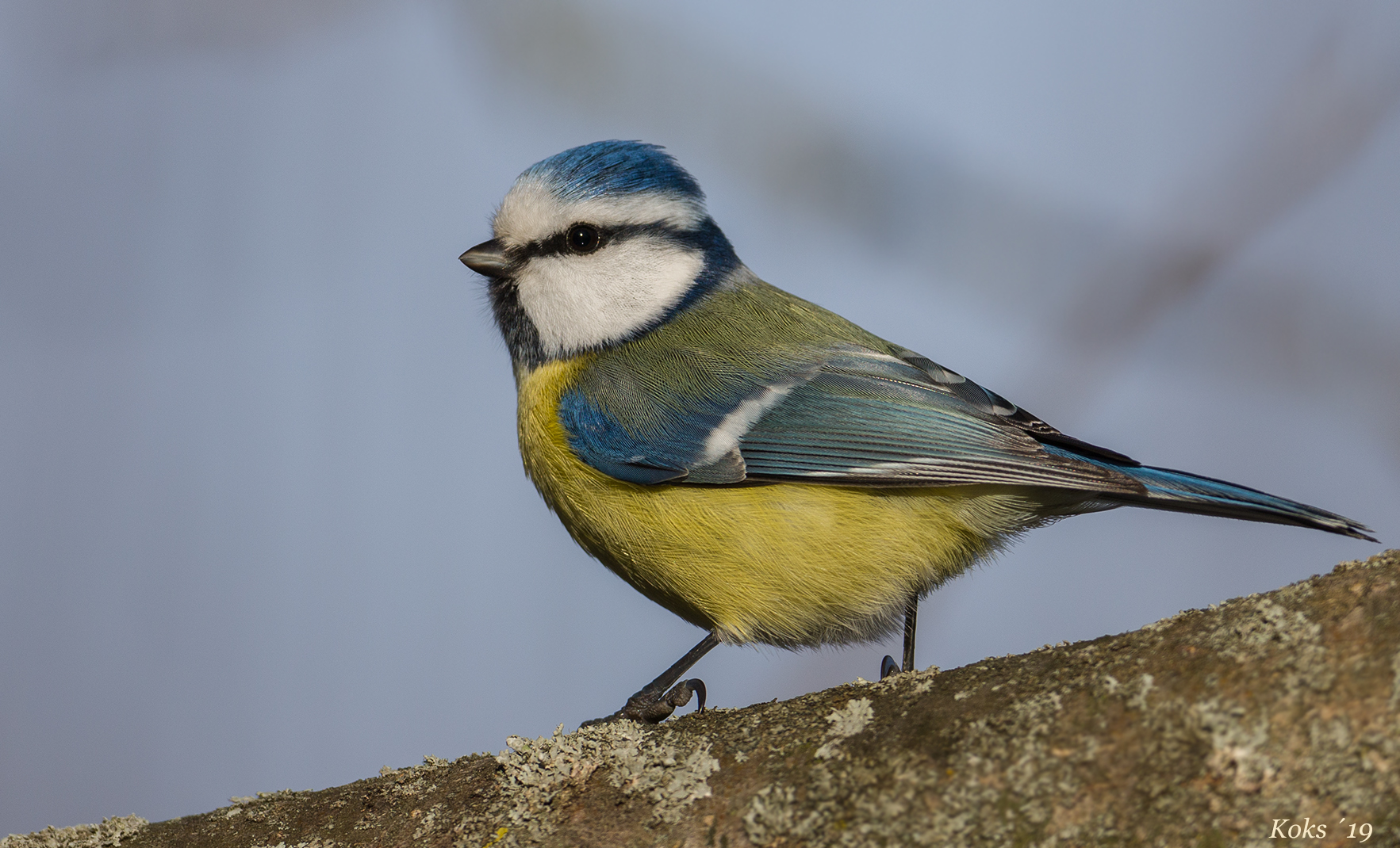 Hinein in´s Wochenende Foto & Bild | natur, tiere, vögel Bilder auf ...