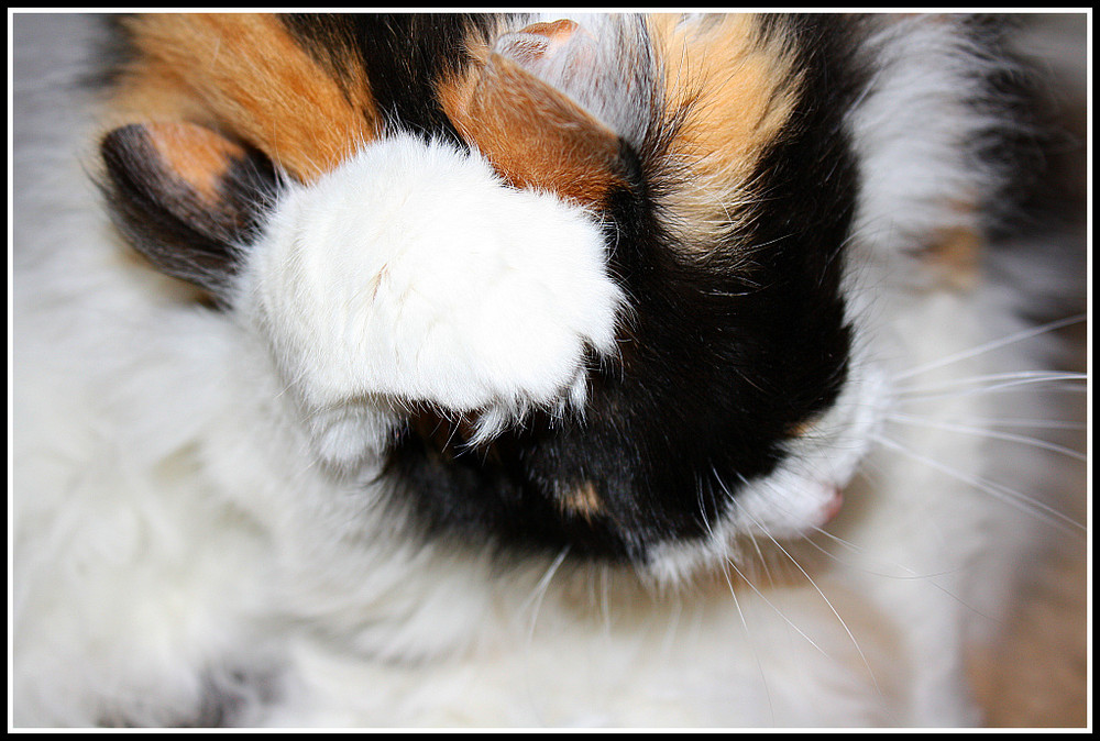 hinter den Ohren putzen, ist gar nicht sooo einfach. Foto & Bild ...