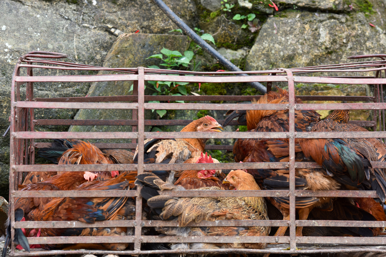 Hinter Gittern 03 Foto & Bild | reportage dokumentation, asia, vietnam ...