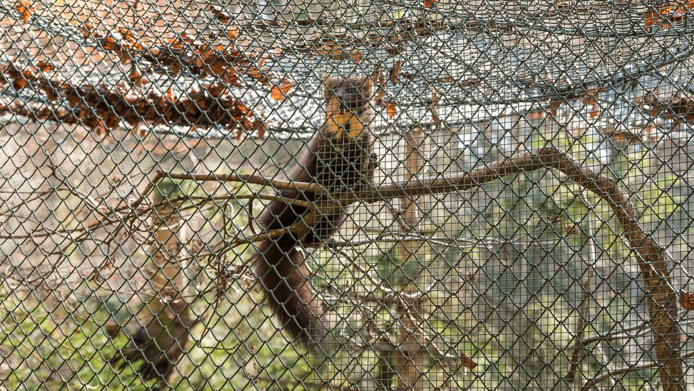 hinter Gittern Foto & Bild | natur, bayern, tiere Bilder auf fotocommunity