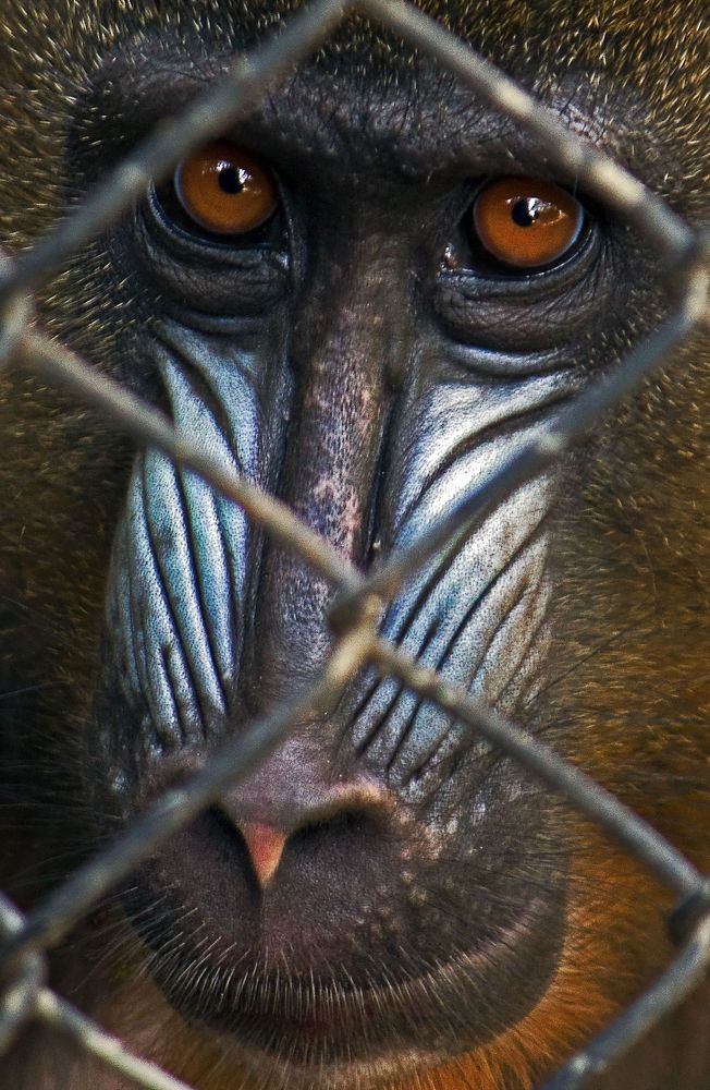 hinter Gittern Foto & Bild | natur, tiere Bilder auf fotocommunity