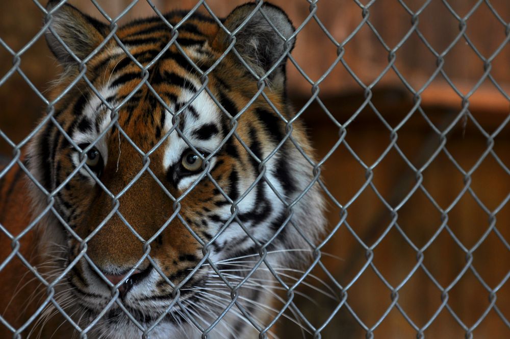 Hinter Gittern... Foto & Bild | tiere, natur Bilder auf fotocommunity