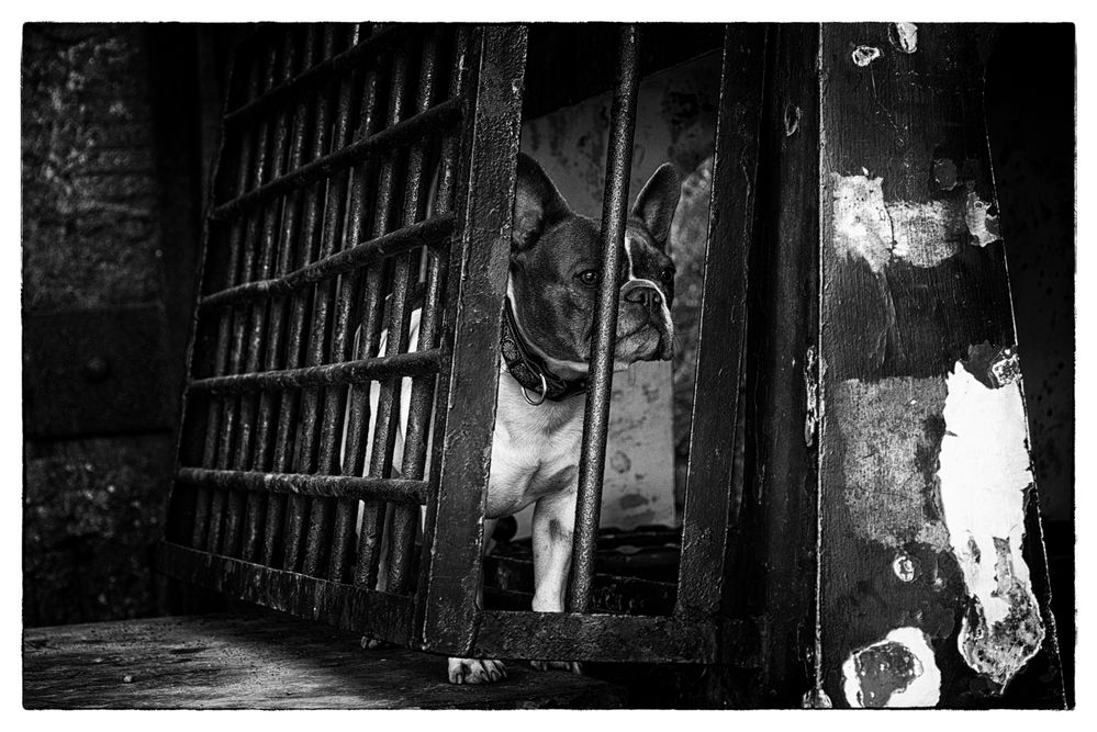 hinter Gittern Foto & Bild | tiere, haustiere, hunde Bilder auf ...
