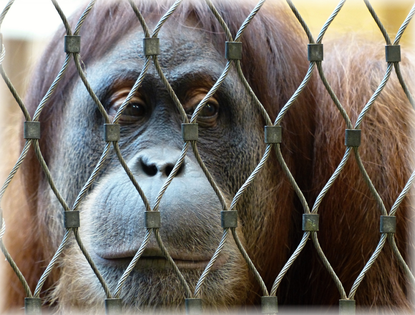 Hinter Gittern Foto & Bild | sonst. tiere im zoo, natur, tiere Bilder ...