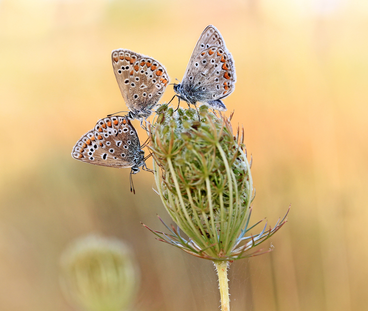 Hintereinander Foto & Bild | tiere, wildlife, schmetterlinge Bilder auf ...