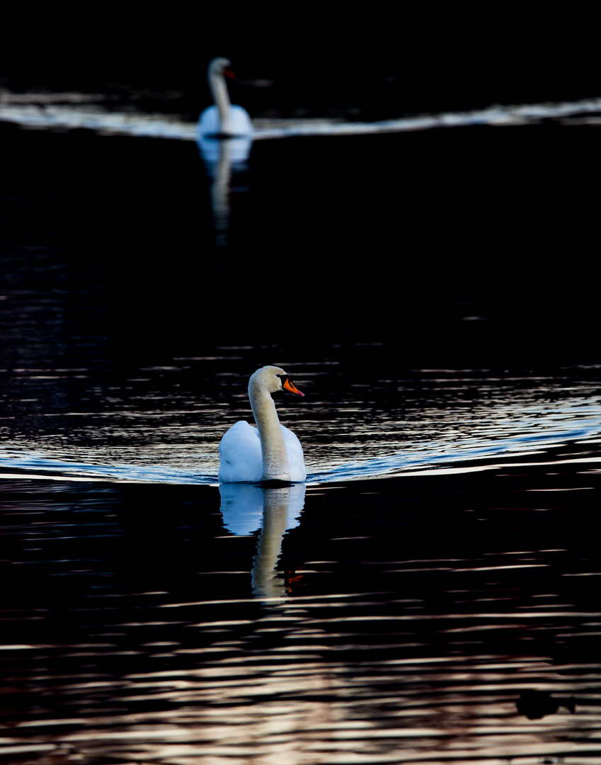 Hintereinander Foto & Bild | natur, tiere, wildlife Bilder auf ...