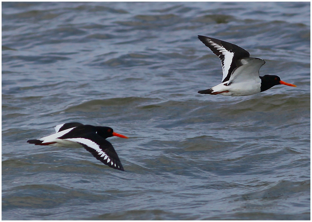 hintereinander her ... Foto & Bild | tiere, wildlife, wild lebende ...