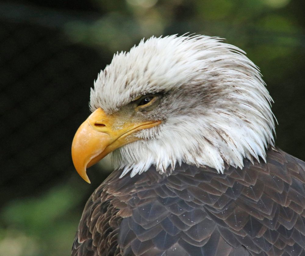 Hinterlistig ? Foto & Bild | tiere, zoo, wildpark & falknerei, vögel Bilder auf fotocommunity