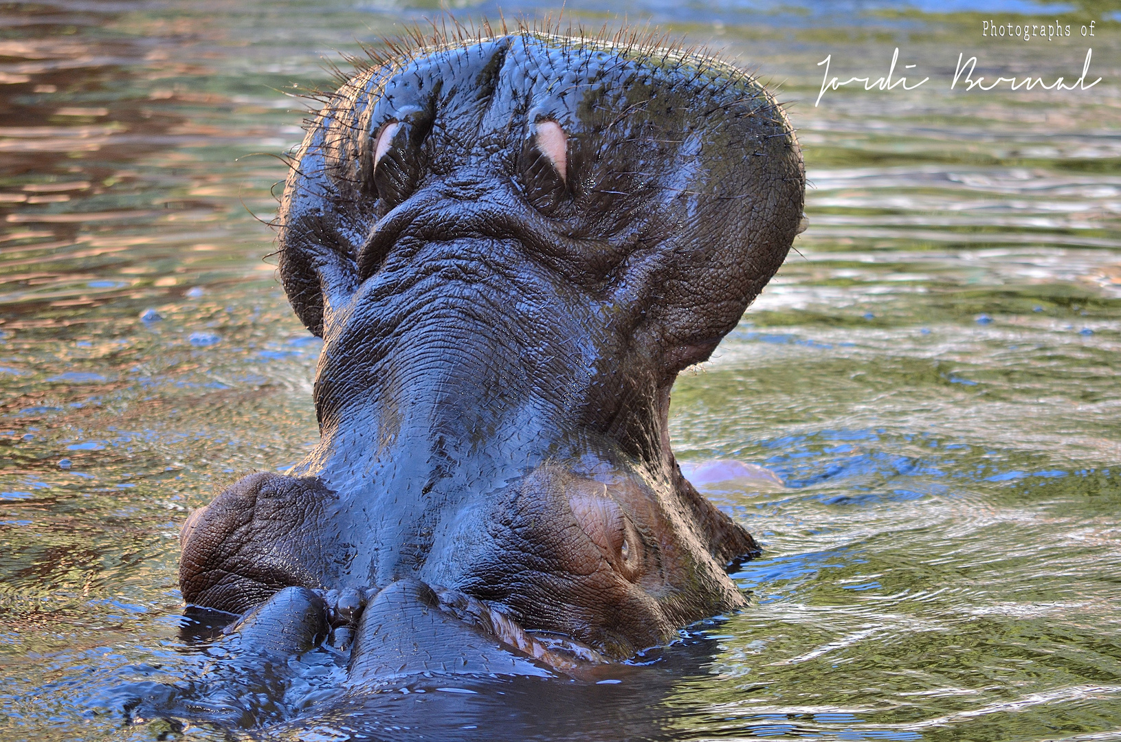 Hipopotamo Imagen & Foto | animales, animales salvajes, hipopotamo ...