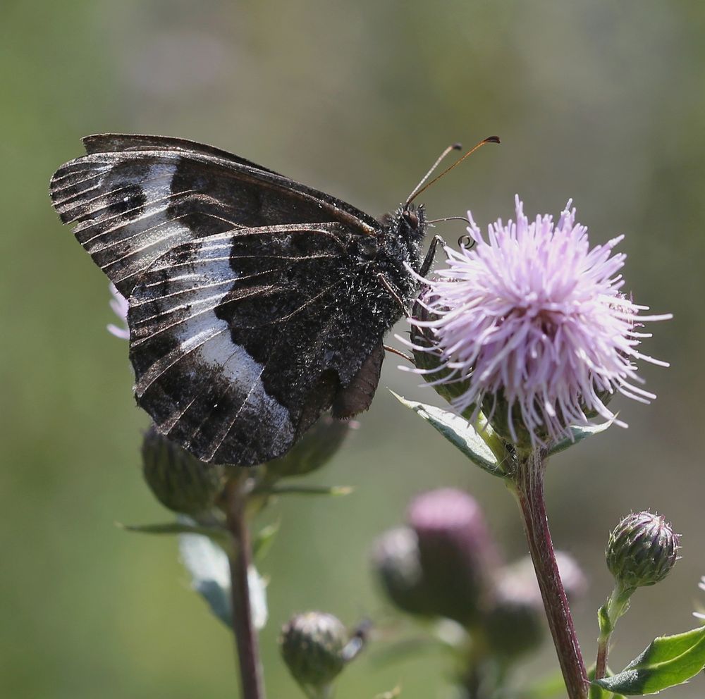 Hipparchia fagi Foto & Bild | natur, insekten, tiere Bilder auf ...