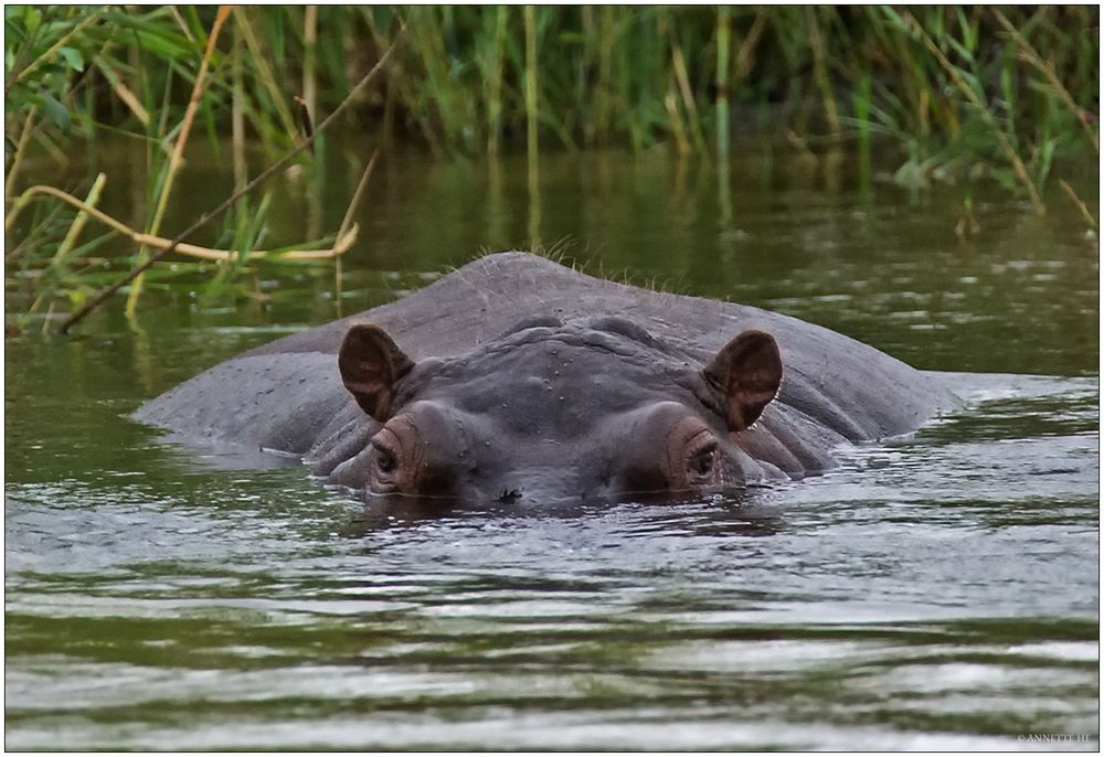 Hippo Foto & Bild | africa, southern africa, namibia Bilder auf ...