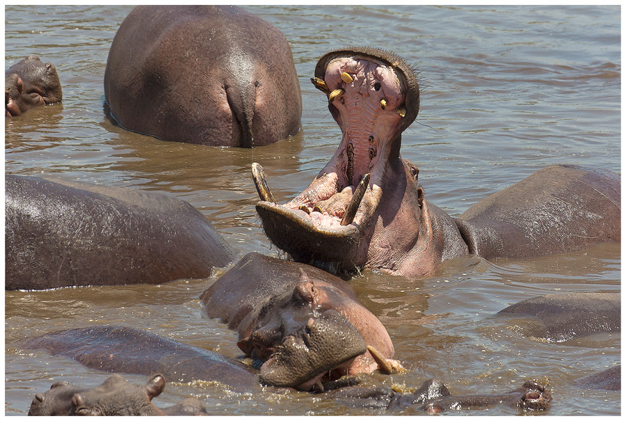 Hippo Pool Foto & Bild | africa, eastern africa, tanzania Bilder auf ...