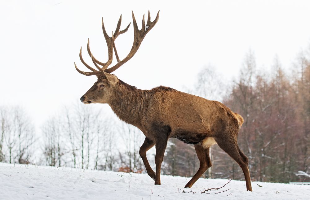 Hirsch 002 Foto & Bild | deutschland, europe, nordrhein- westfalen ...