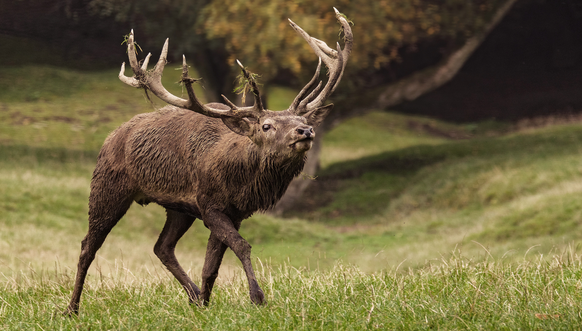 Hirsch 013 Foto & Bild | world, wiese, licht Bilder auf fotocommunity