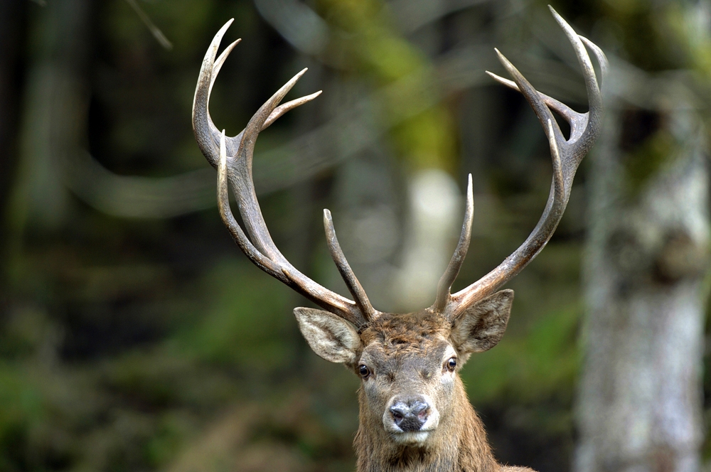 Hirsch Foto & Bild | tiere, natur Bilder auf fotocommunity
