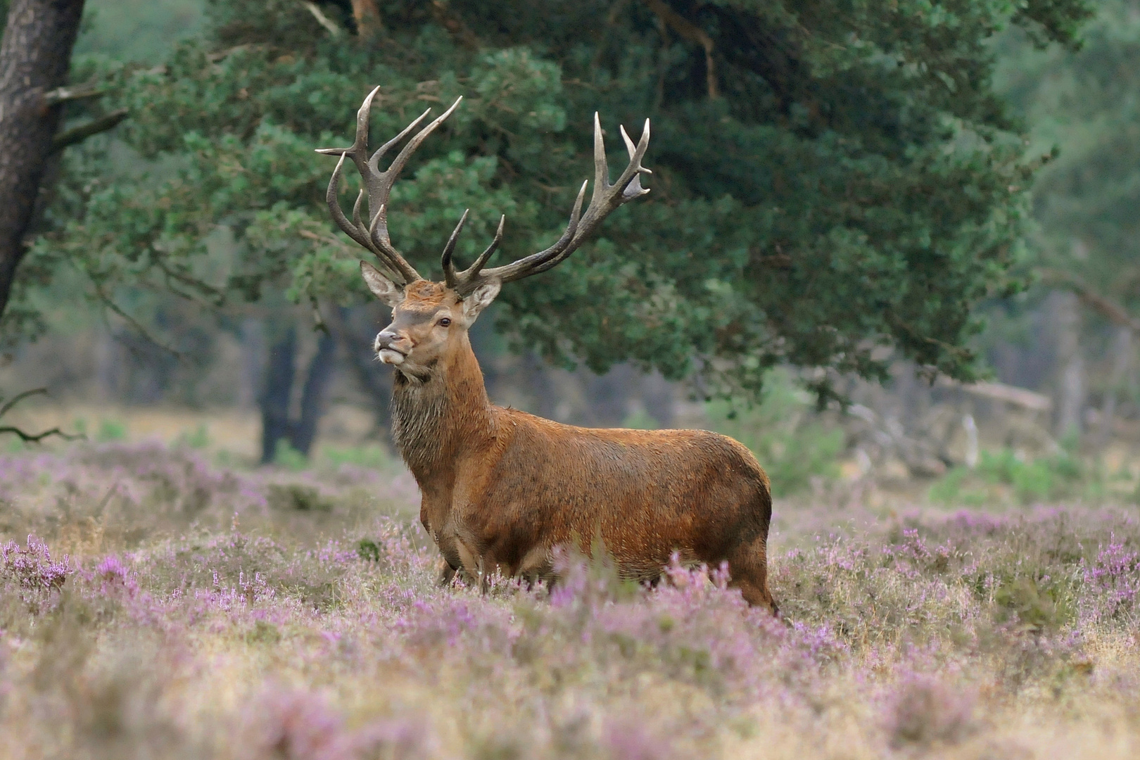 Hirsch 2 Foto & Bild | tiere, wildlife, säugetiere Bilder auf fotocommunity