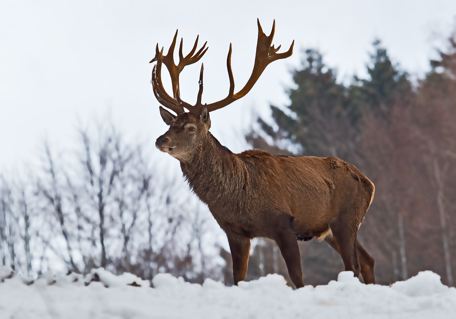 Hirsch Foto & Bild | bäume, winter, schnee Bilder auf fotocommunity