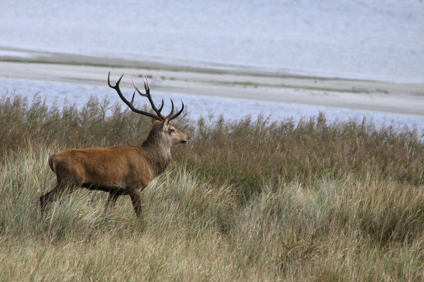 Hirsch Foto & Bild | tiere, wildlife, säugetiere Bilder auf fotocommunity
