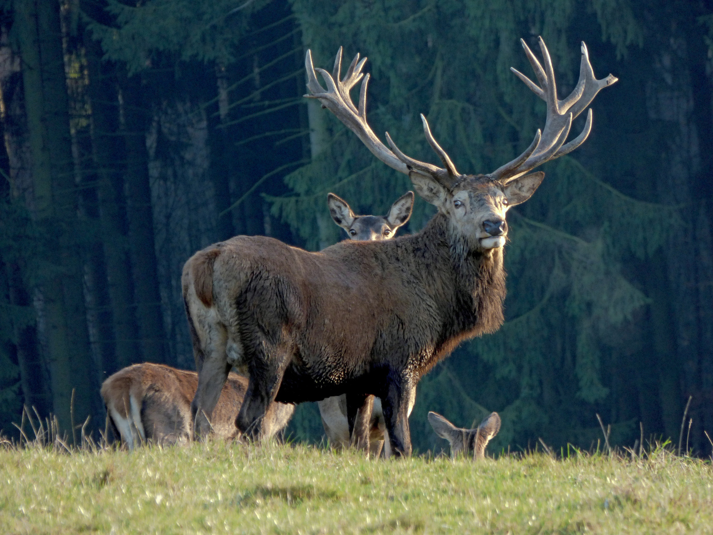 Hirsch Foto & Bild | tiere, wildlife, säugetiere Bilder auf fotocommunity