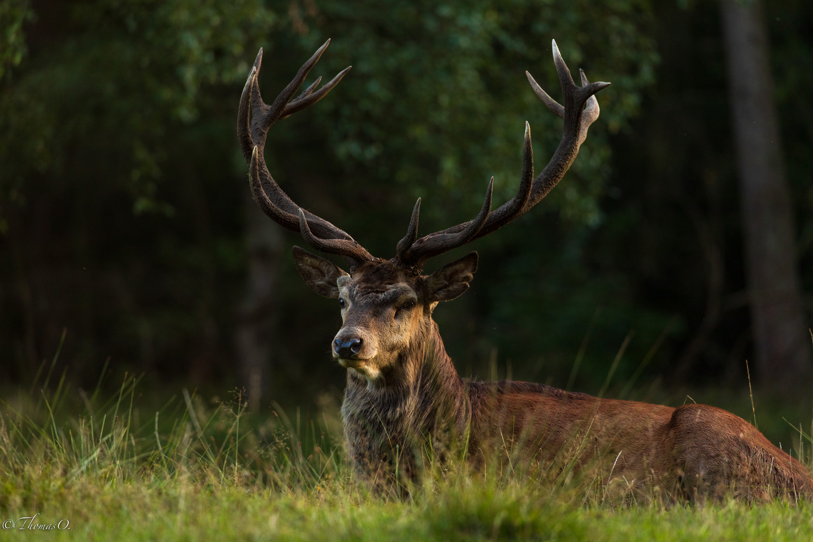 Hirsch Foto & Bild | tiere, zoo, wildpark & falknerei, säugetiere ...
