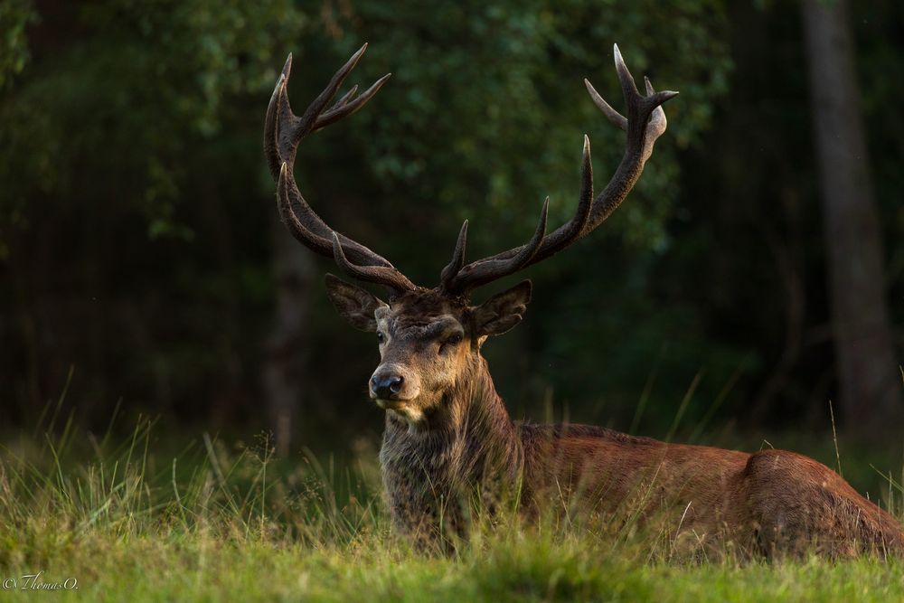 Hirsch Foto & Bild | tiere, zoo, wildpark & falknerei, säugetiere ...