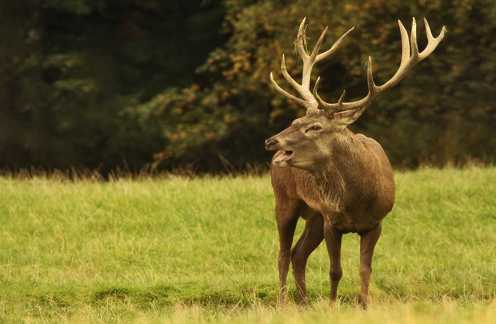 Hirsch Foto & Bild | jahreszeiten, herbst, bäume Bilder auf fotocommunity