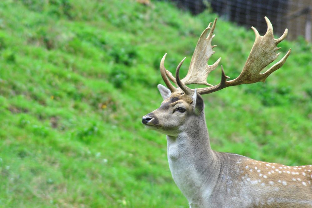 Hirsch Foto & Bild | tiere, wildlife, wildlife luder-futterplätze ...