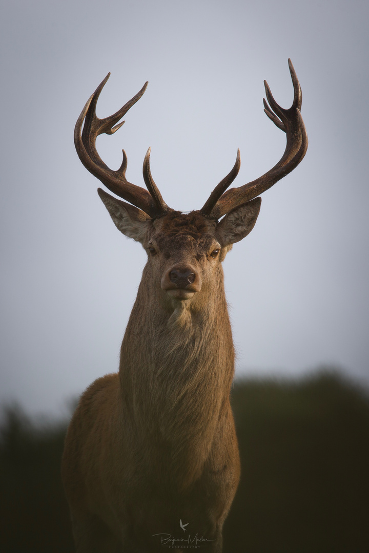 Hirsch Foto & Bild | fotos, canon, nature Bilder auf fotocommunity