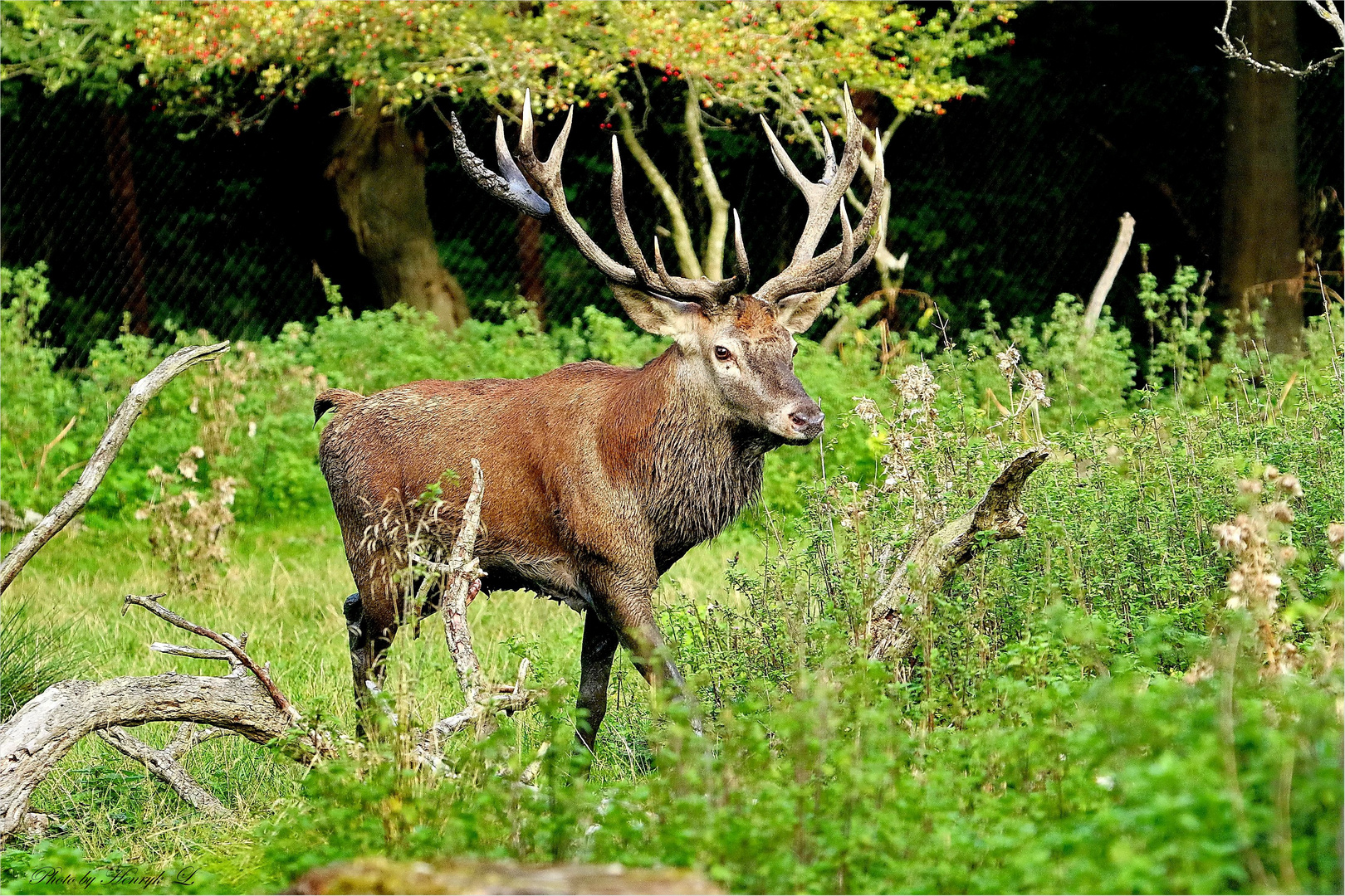 Hirsch Foto & Bild | natur, zoo, tiere Bilder auf fotocommunity