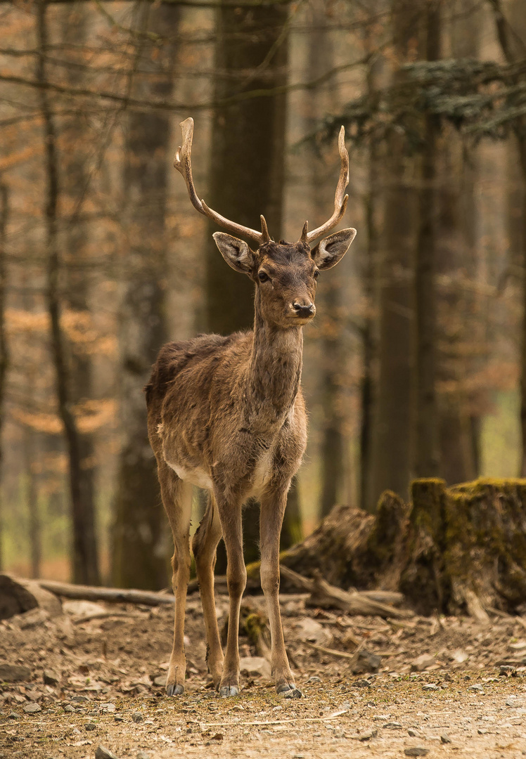 Hirsch Foto & Bild | tiere, wildlife, säugetiere Bilder auf fotocommunity