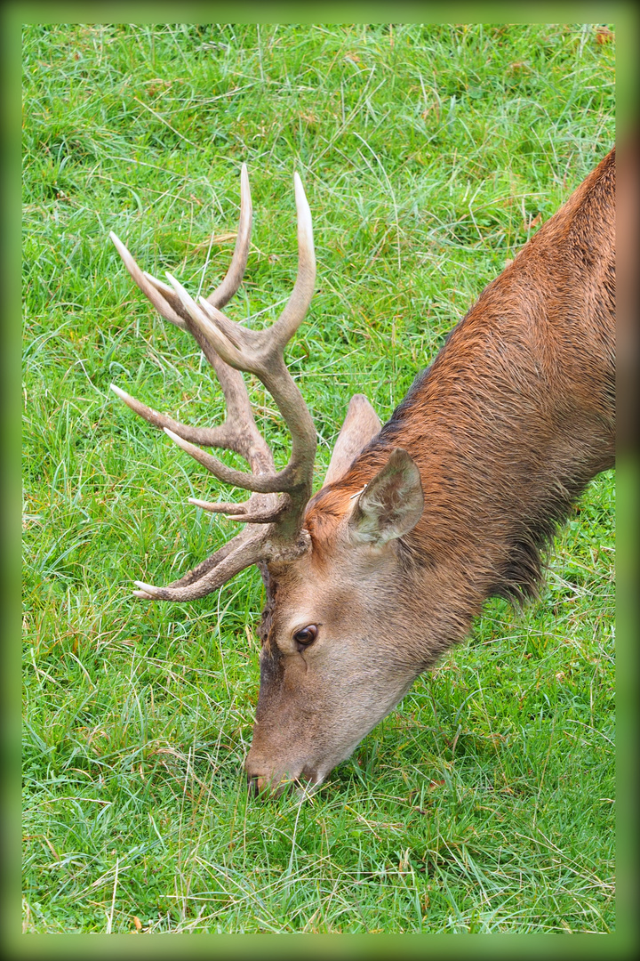 Hirsch Foto & Bild | tiere, zoo, wildpark & falknerei, säugetiere ...