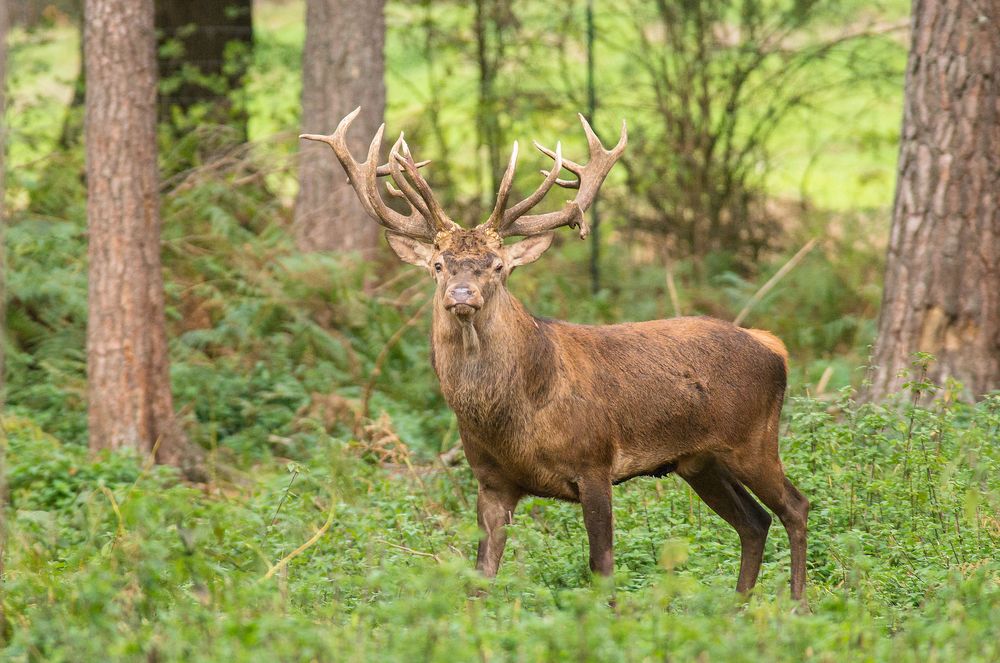 Hirsch Foto & Bild | fotos, natur, landschaft Bilder auf fotocommunity