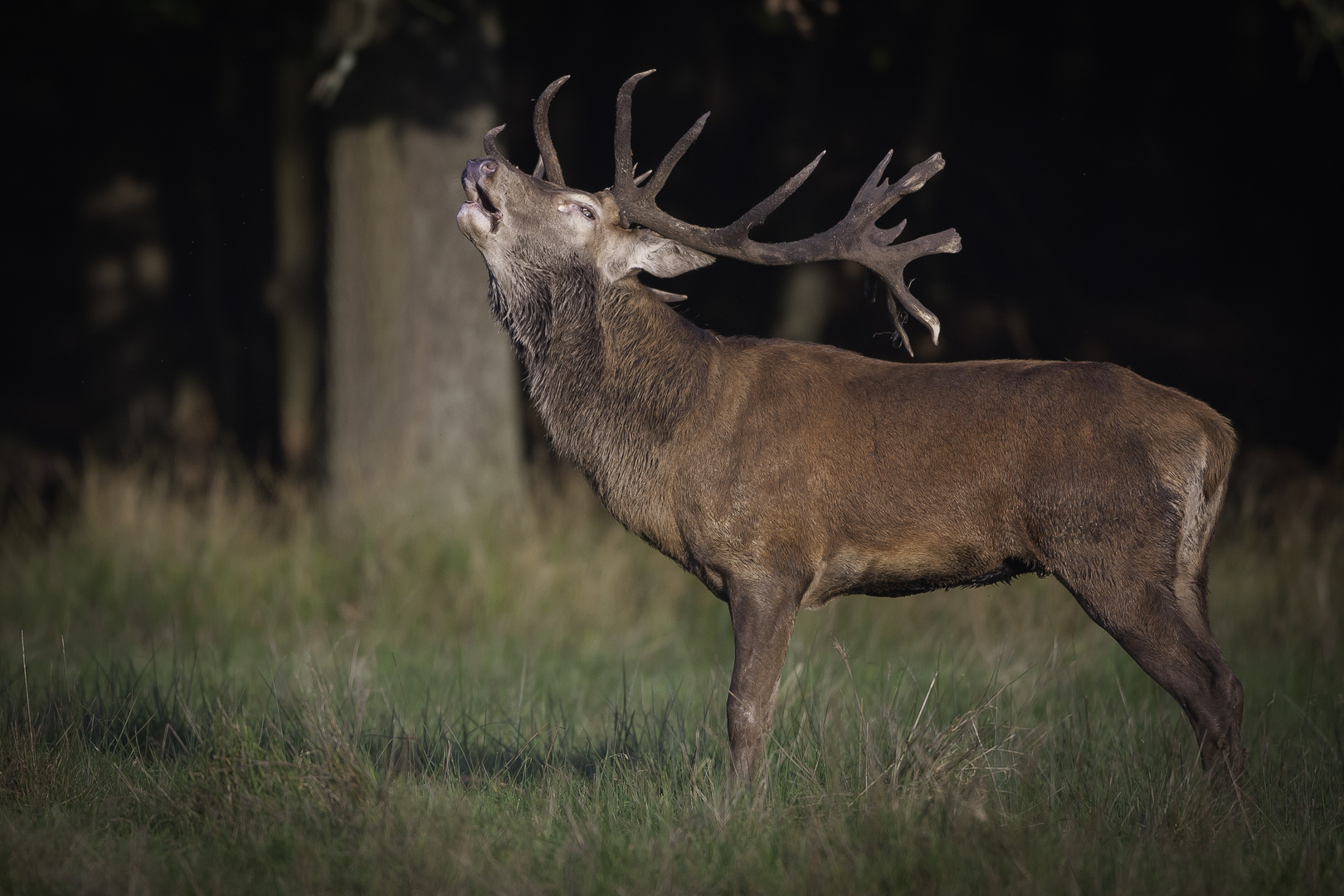 Hirsch Foto & Bild | tiere, zoo, wildpark & falknerei, säugetiere ...