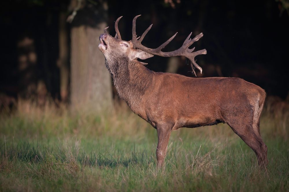 Hirsch Foto & Bild | tiere, zoo, wildpark & falknerei, säugetiere ...