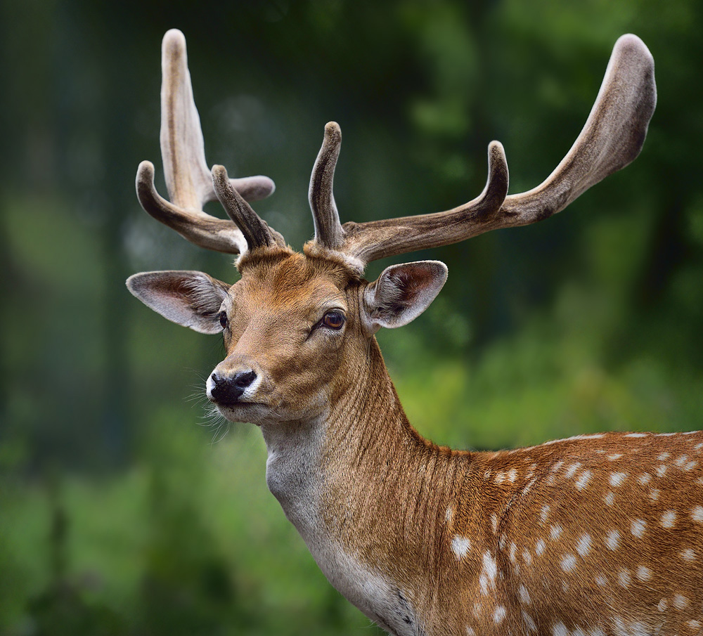 Hirsch (Damwild) Foto & Bild | tiere, zoo, wildpark & falknerei ...