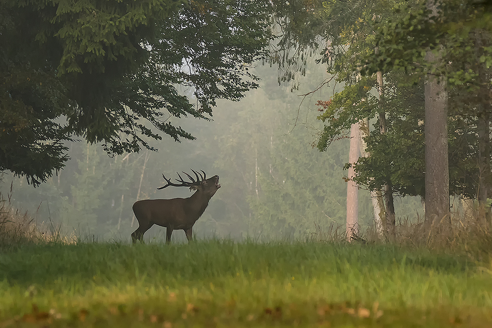 Hirsch Foto & Bild | tiere, wildlife, säugetiere Bilder auf fotocommunity