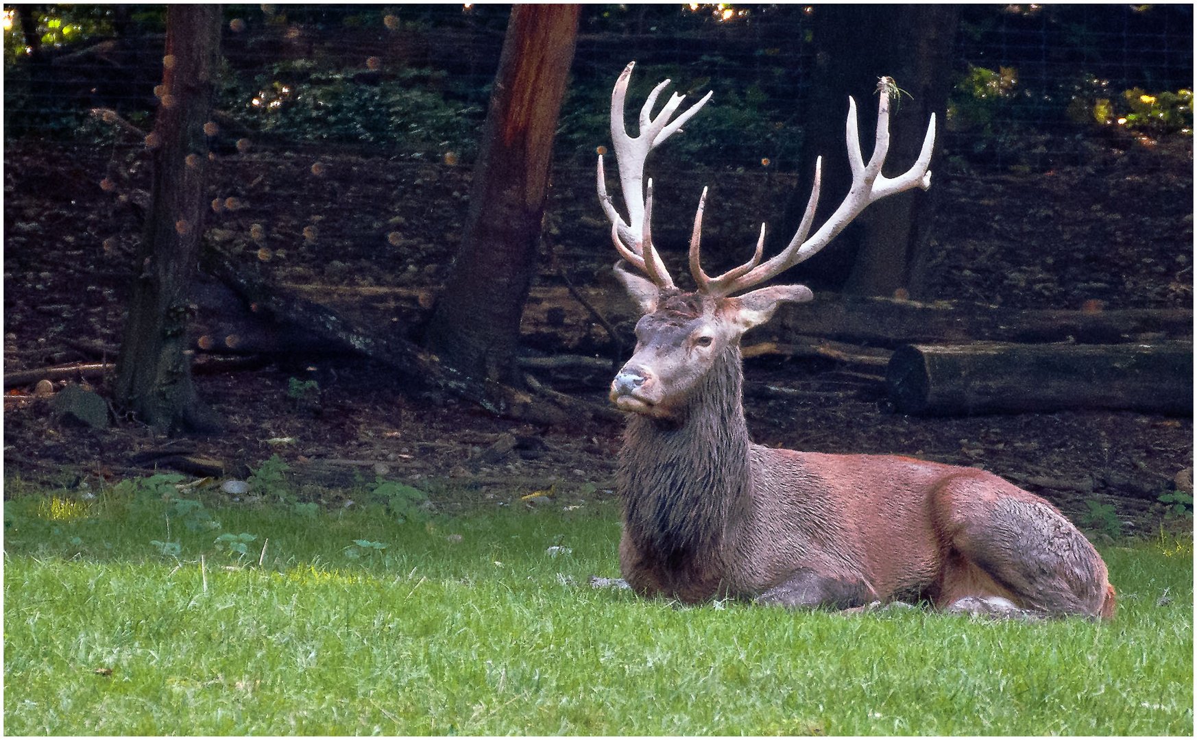 Hirsch Foto & Bild | tiere, natur Bilder auf fotocommunity