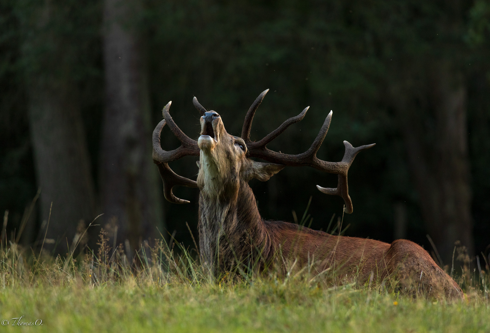 Hirsch II Foto & Bild | deutschland, europe, schleswig- holstein Bilder ...