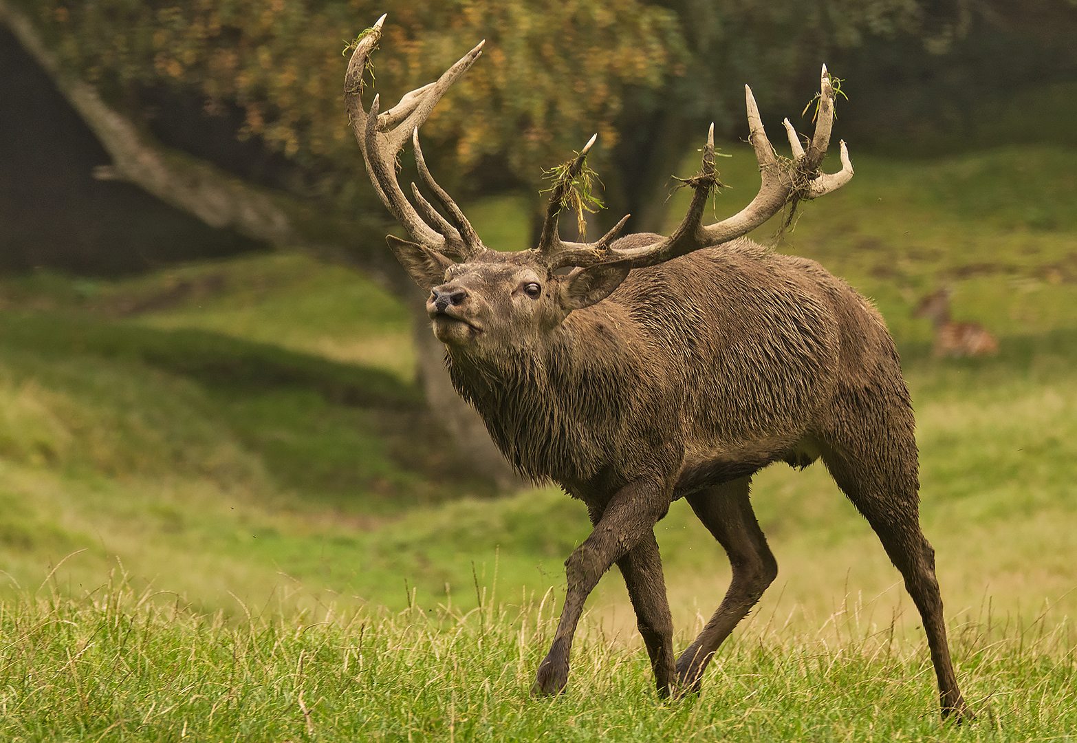 Hirsch männlich in der Brunftzeit Foto & Bild | sommer, baum, wiese ...